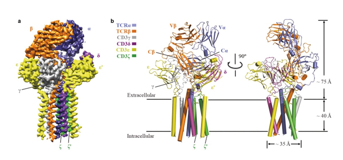 Life sciences: Exploring the structures of life