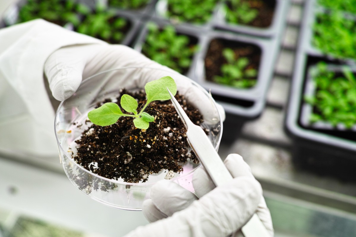 How plants could produce a COVID-19 vaccine