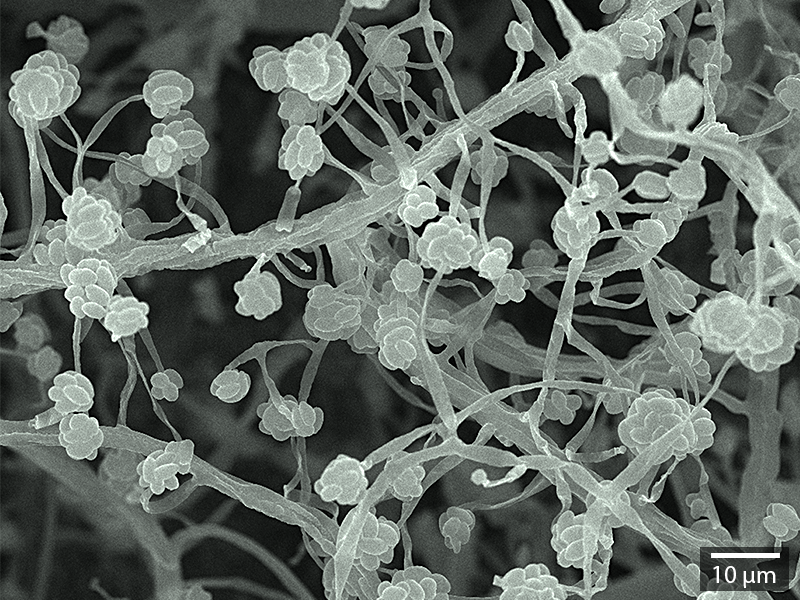 Borrowing antibacterial armaments from fungi