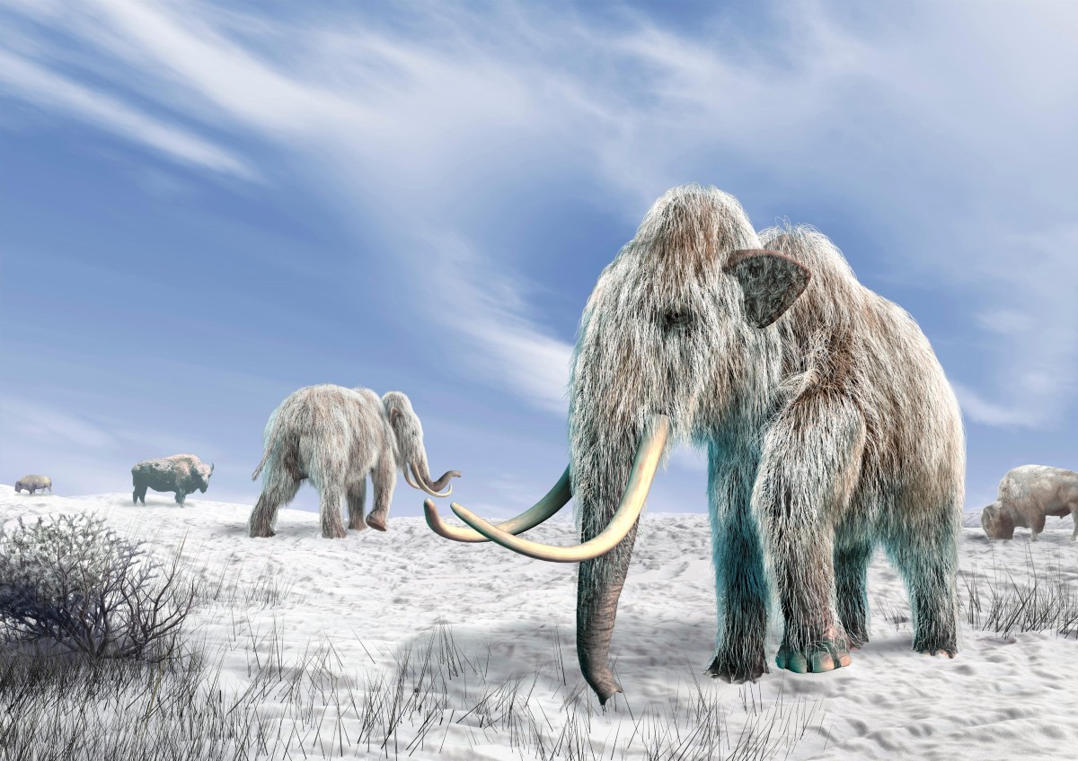 De-extinction: digital lab tech supports a mammoth project