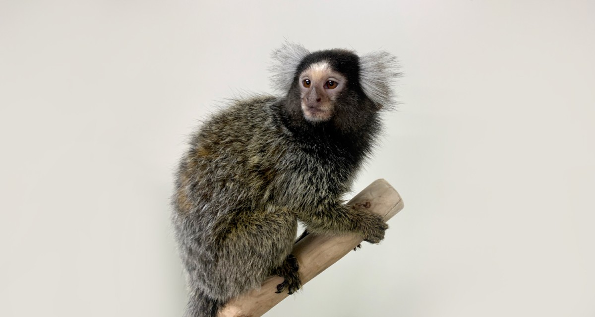 Marmosets: a key tool for unraveling brain disorders
