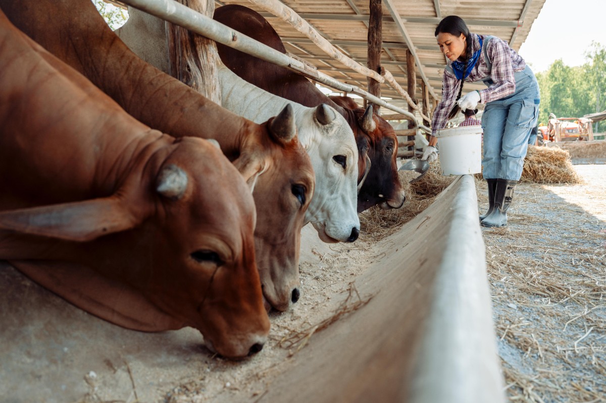 Making food safer by targeting cattle infections and foodborne pathogens