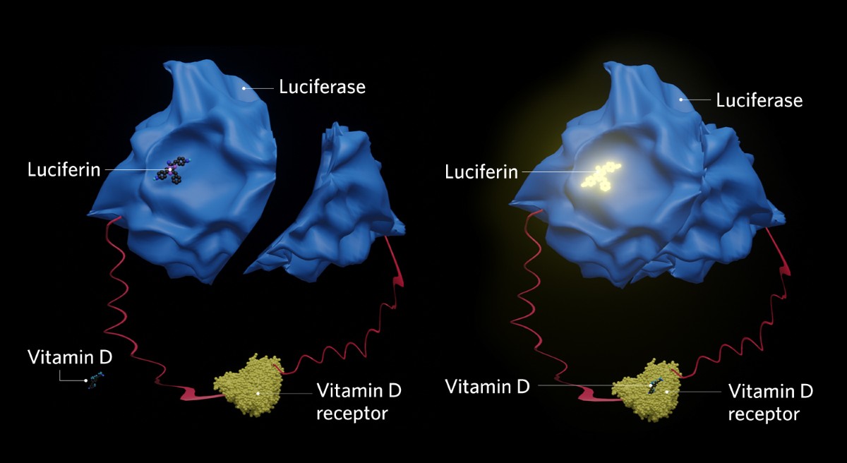 Making vitamin D detection much more accessible