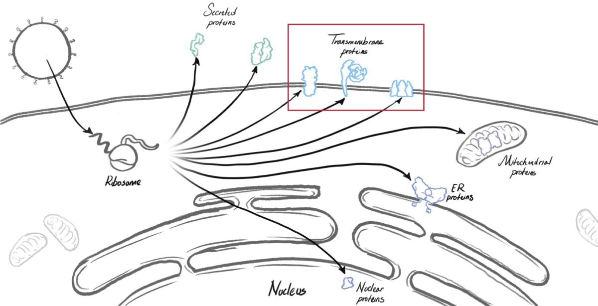 Revolutionizing cancer research with the power of mRNA