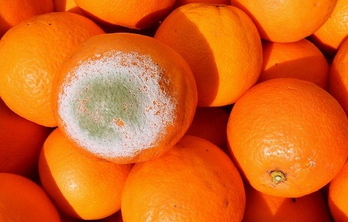 The science of cutting citrus waste before market