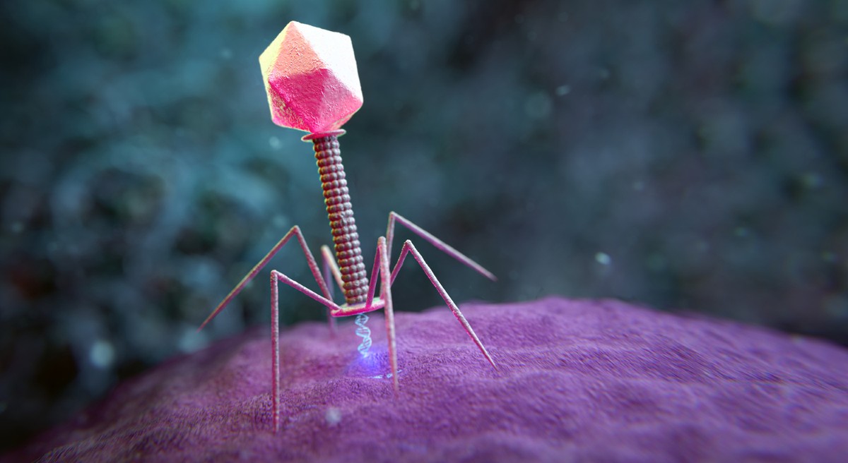 Exploring how cells interact with bacteriophages in the gut