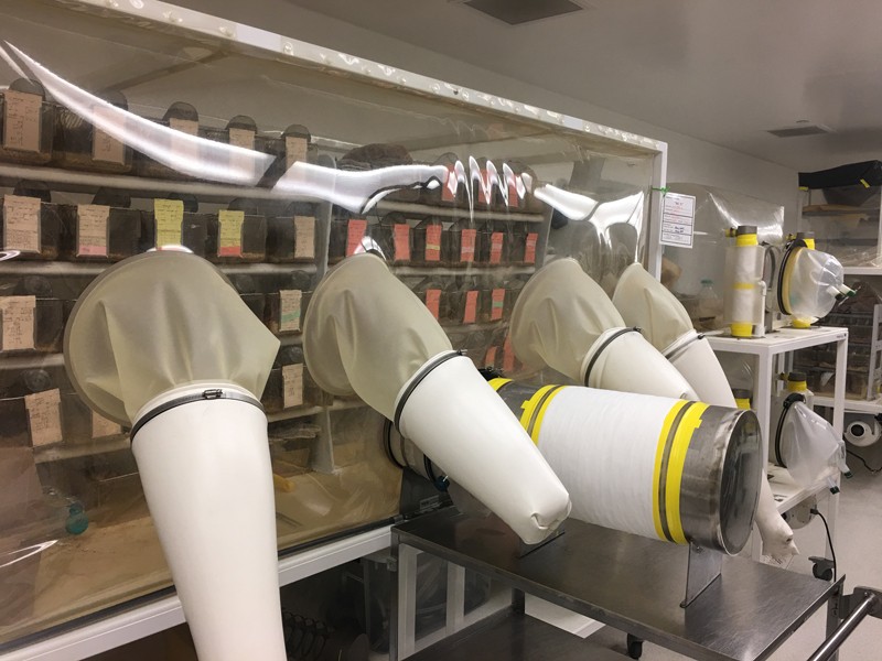 Gut microbiota transfer experiments in germ-free animals