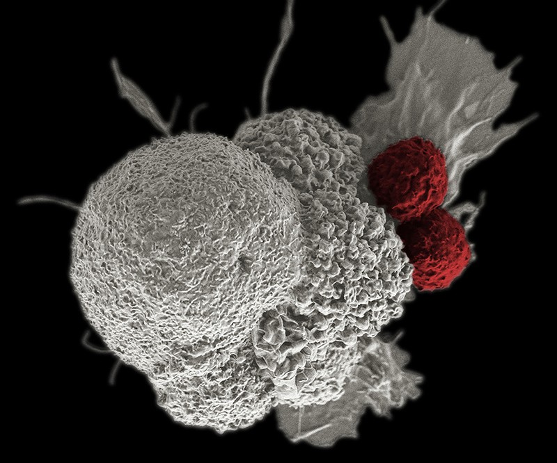T cell subsets with defined roles