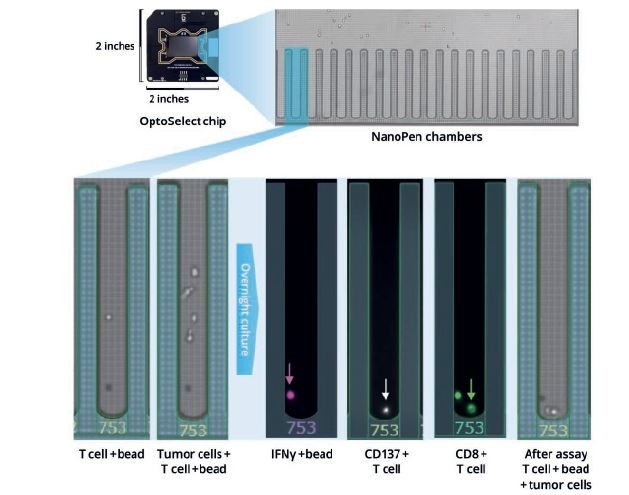 Delivering digital cell biology at light speed