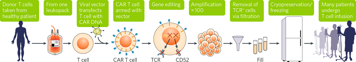Immuno-oncology cell therapy branches out
