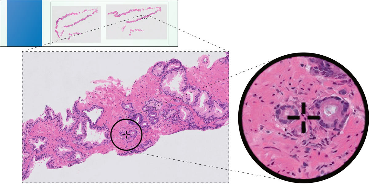 Unlocking the power of digital pathology
