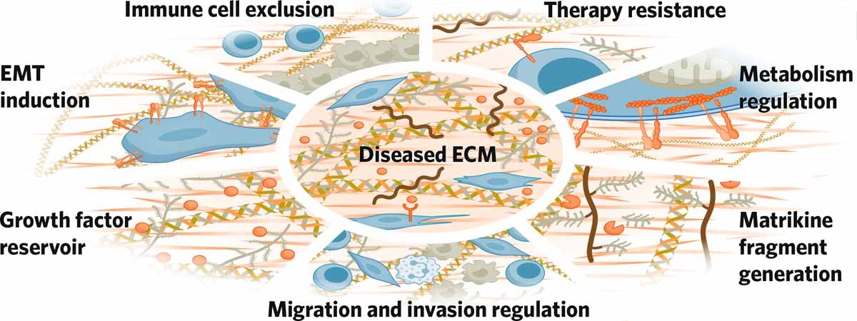 Engitix Therapeutics: beyond the cells