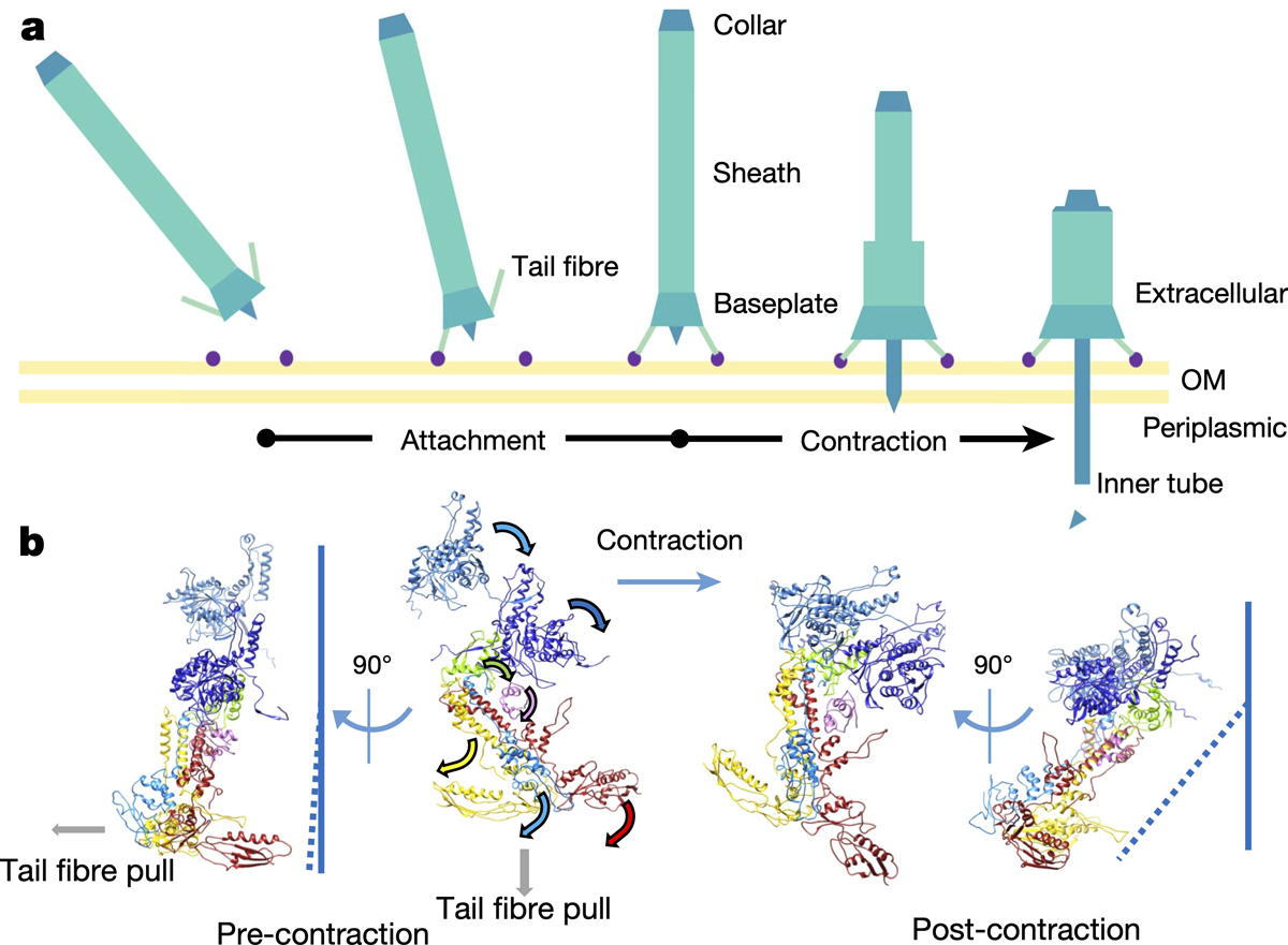 Precision antibacterials to destroy antimicrobial-resistant bacteria in ...