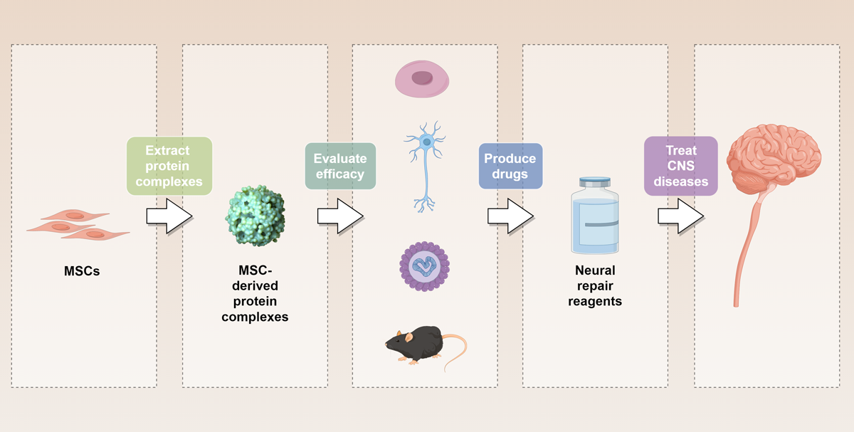 Harnessing stem-cell derivatives to treat CNS diseases