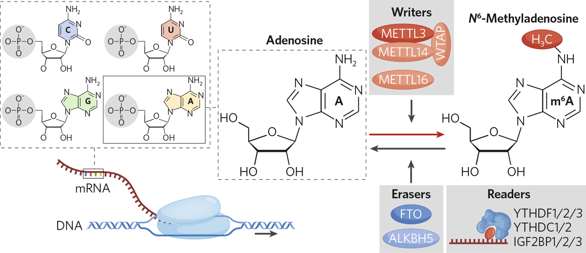 How small-molecule activators of RNA methylation are fueling a ...