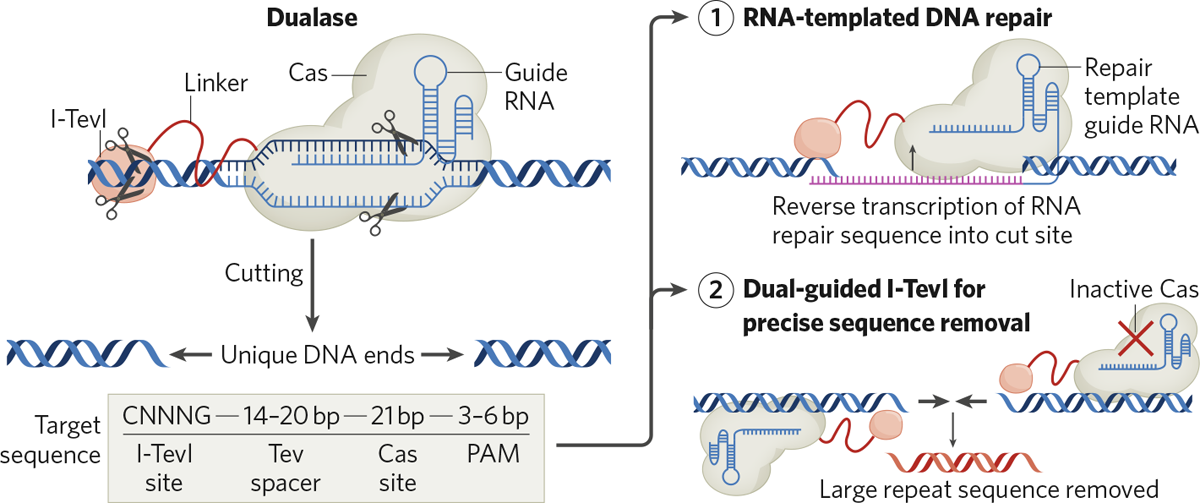 Building the next generation of precision genome-editing technologies