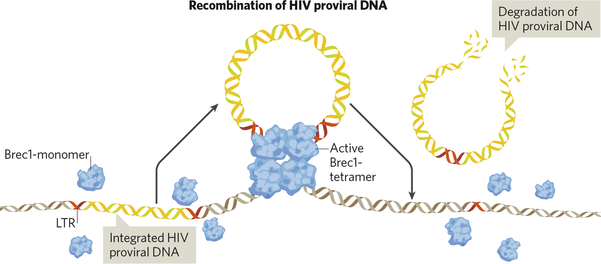 Precise genome-editing technology to cure HIV