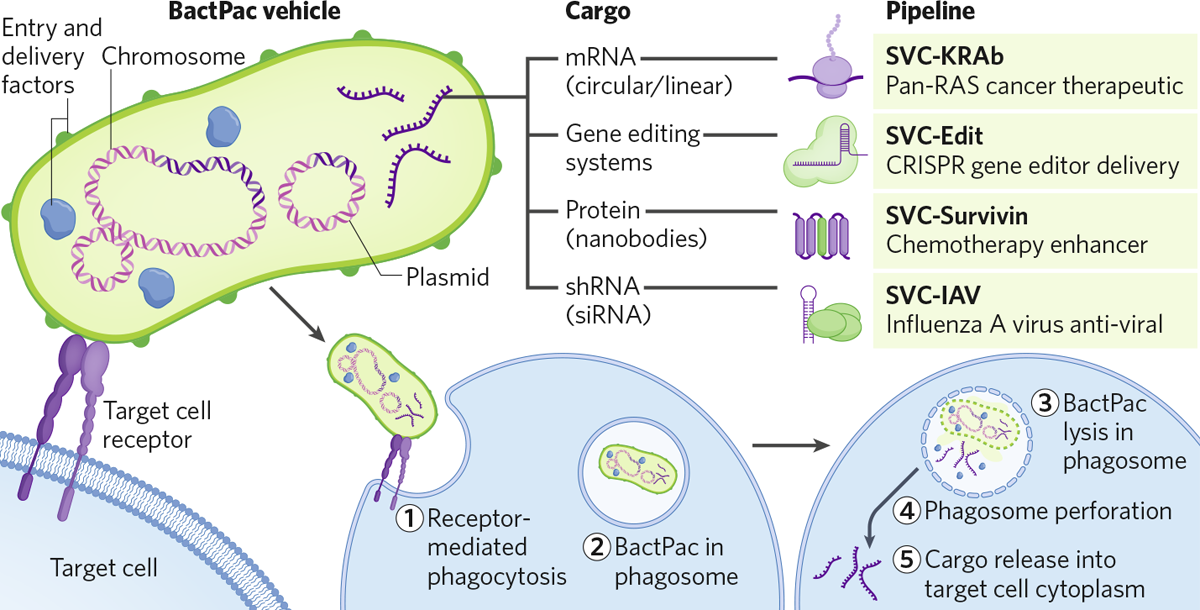 Harnessing bacteria to redefine drug delivery systems