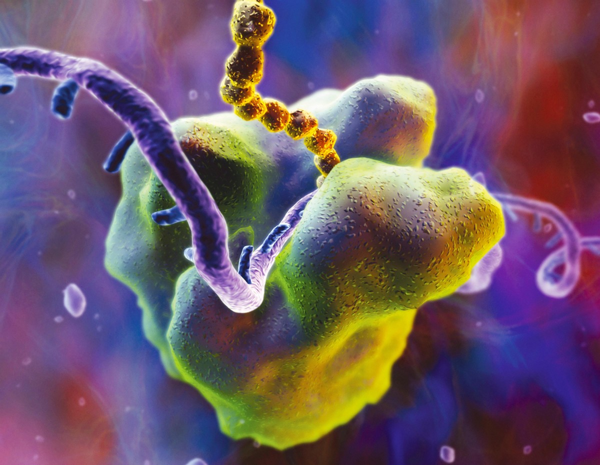 Balancing cell survival mechanisms under stress