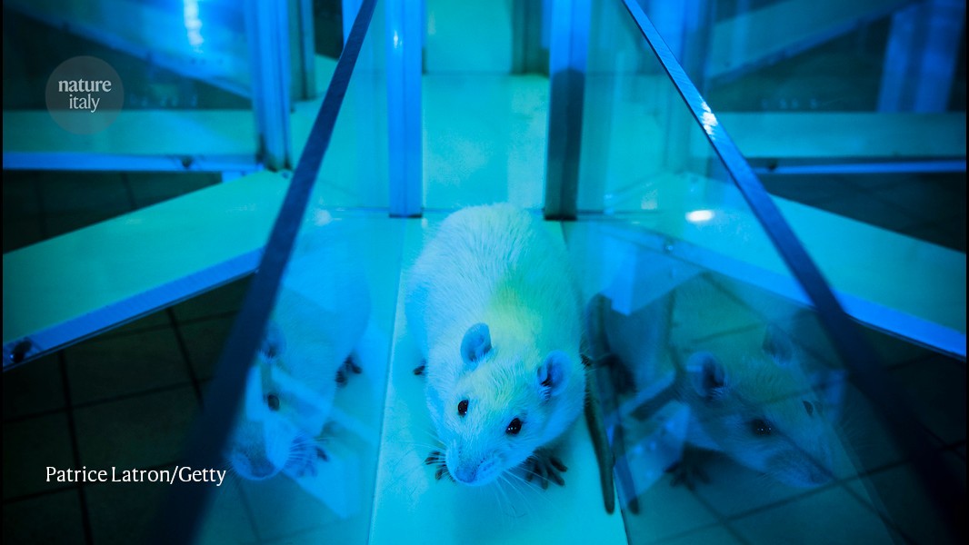 How the brain finds patterns in images