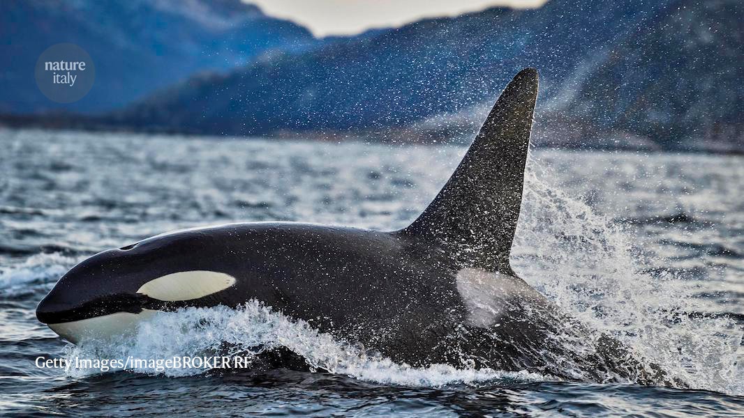 A tale of two whales