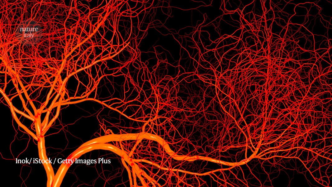 Immune system a conduit for blood vessel communication with the brain