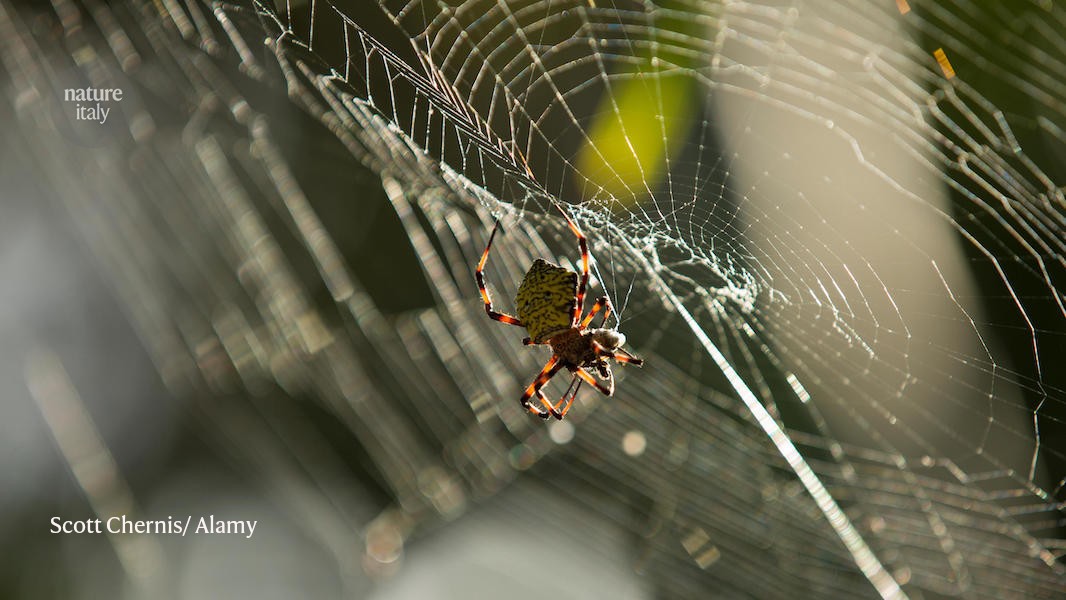 Fabricated spider silk is as tough as the real thing