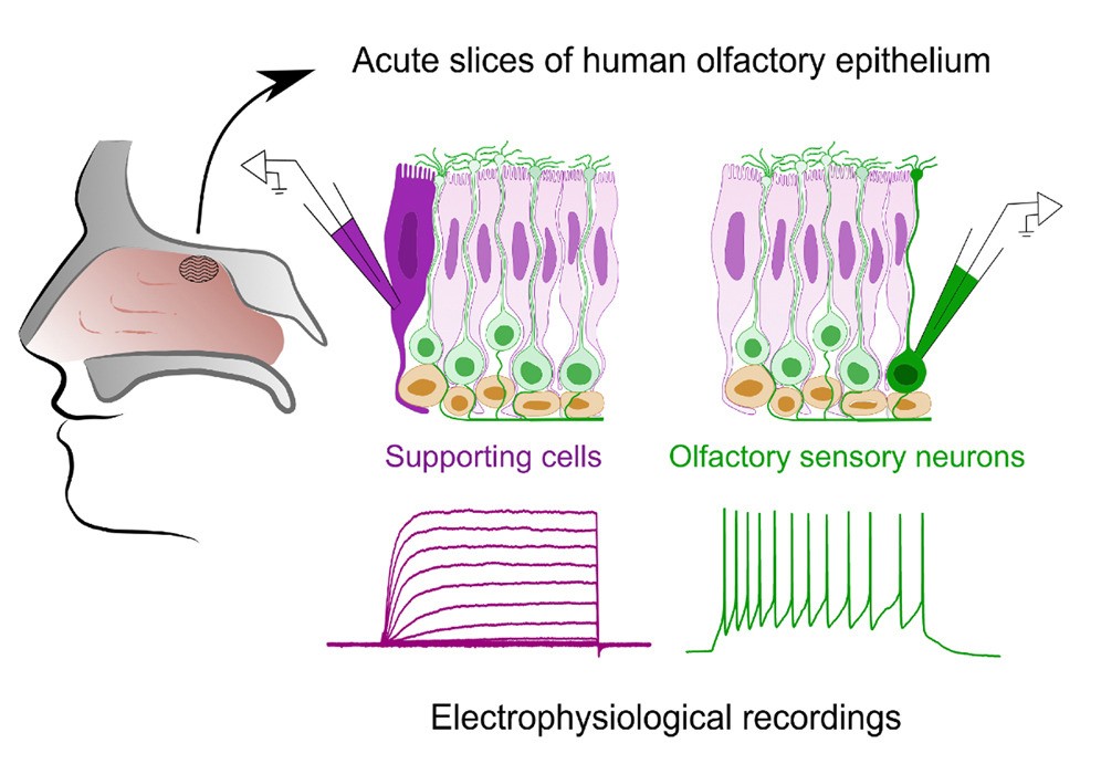Making sense of smell, one cell at a time