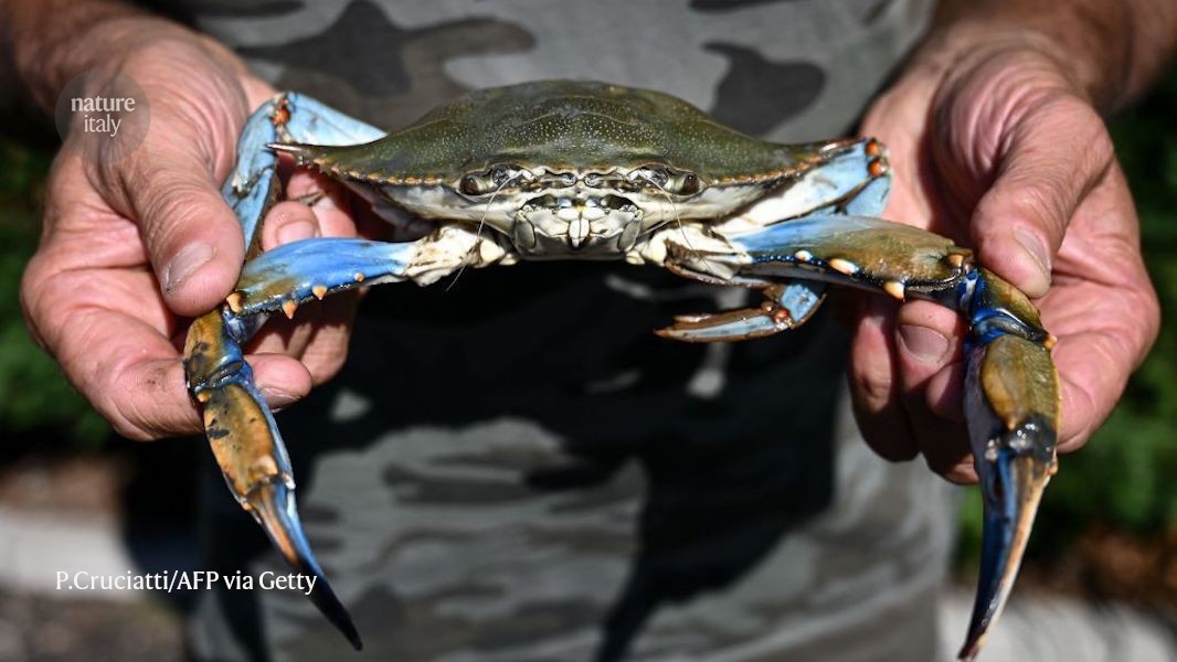 What scientists know about the blue crab invasion