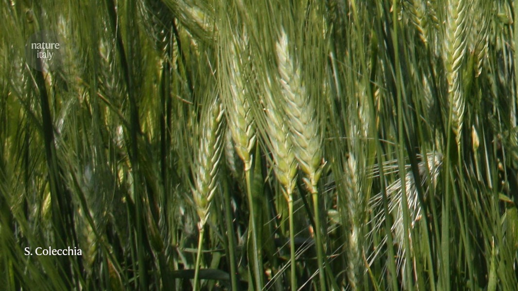 Il sequenziamento di un grano selvatico può dare nuova linfa a una ...