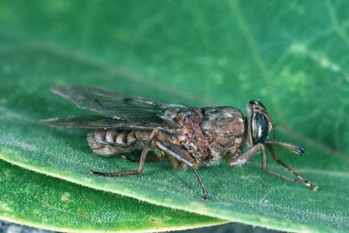 Understanding tsetse fly populations for better control