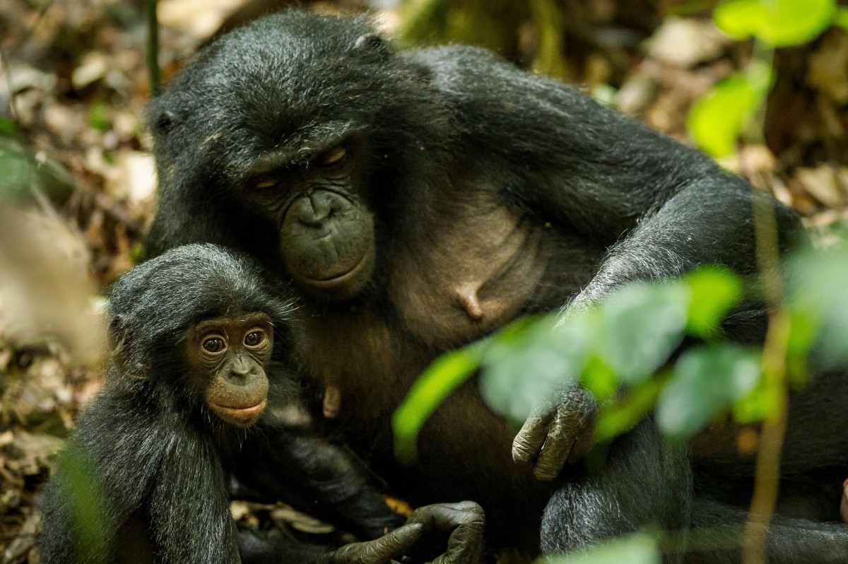 Climate change, nest decay threaten conservation of bonobos in the wild