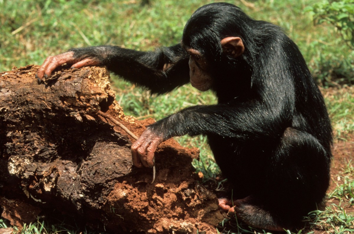 Vital DNA secrets in chimp poop