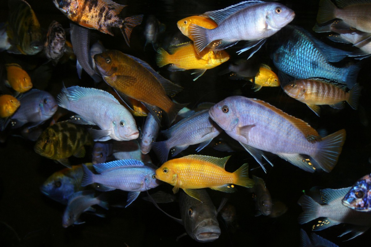 How adaptation in cichlids’ leads to new species