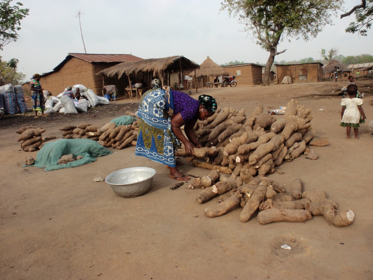 L'enrobage des semences protège les ignames des parasites