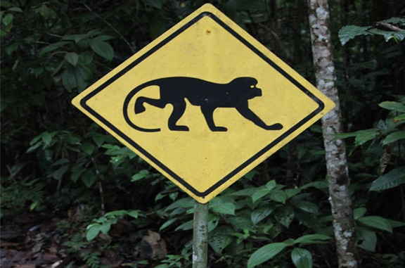 New roadkill database records impact of road accidents on primates
