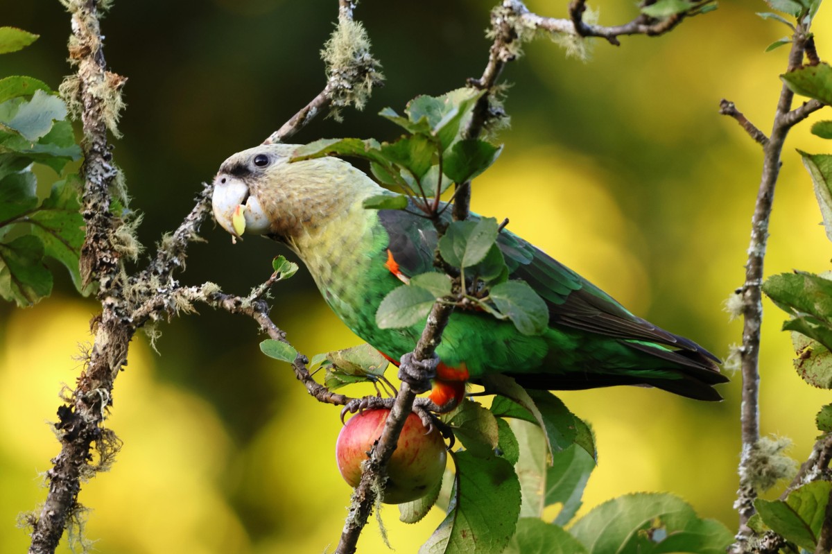 Cape parrots mixing up their food choices
