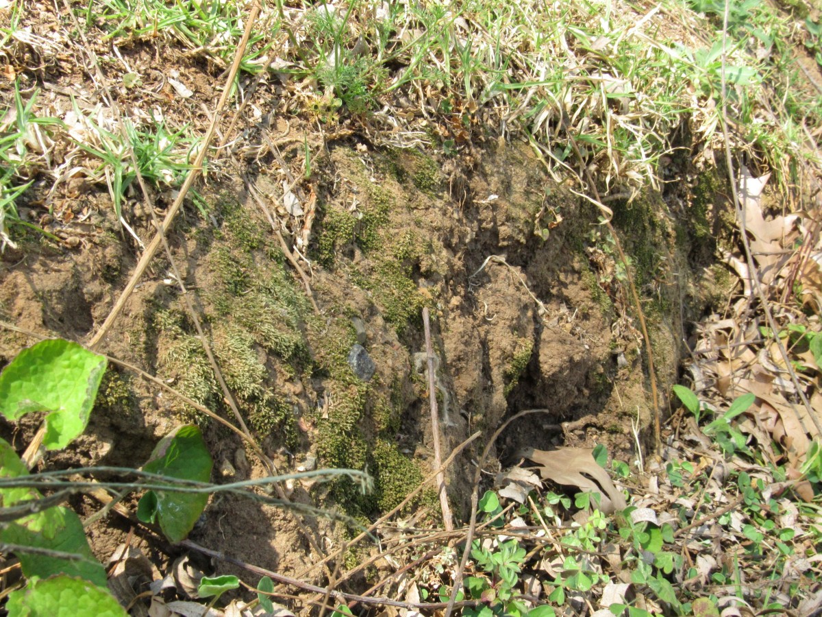 Largest survey on mosses highlights vital role in ecosystem