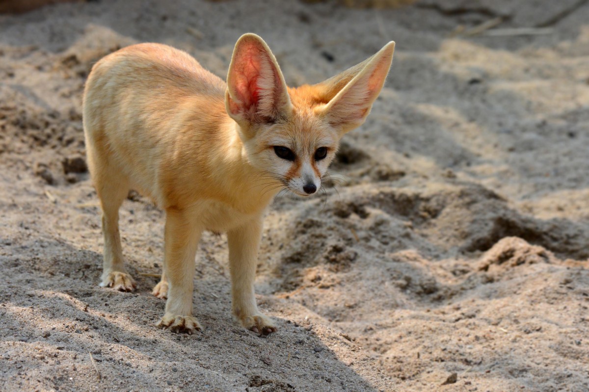 Desert Fox Species