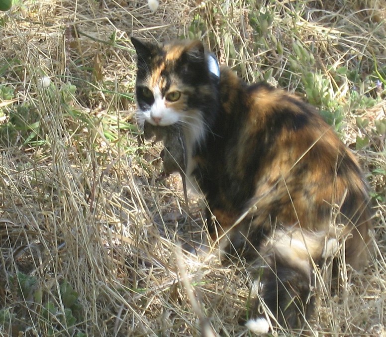 Researchers call for cat-free urban zones