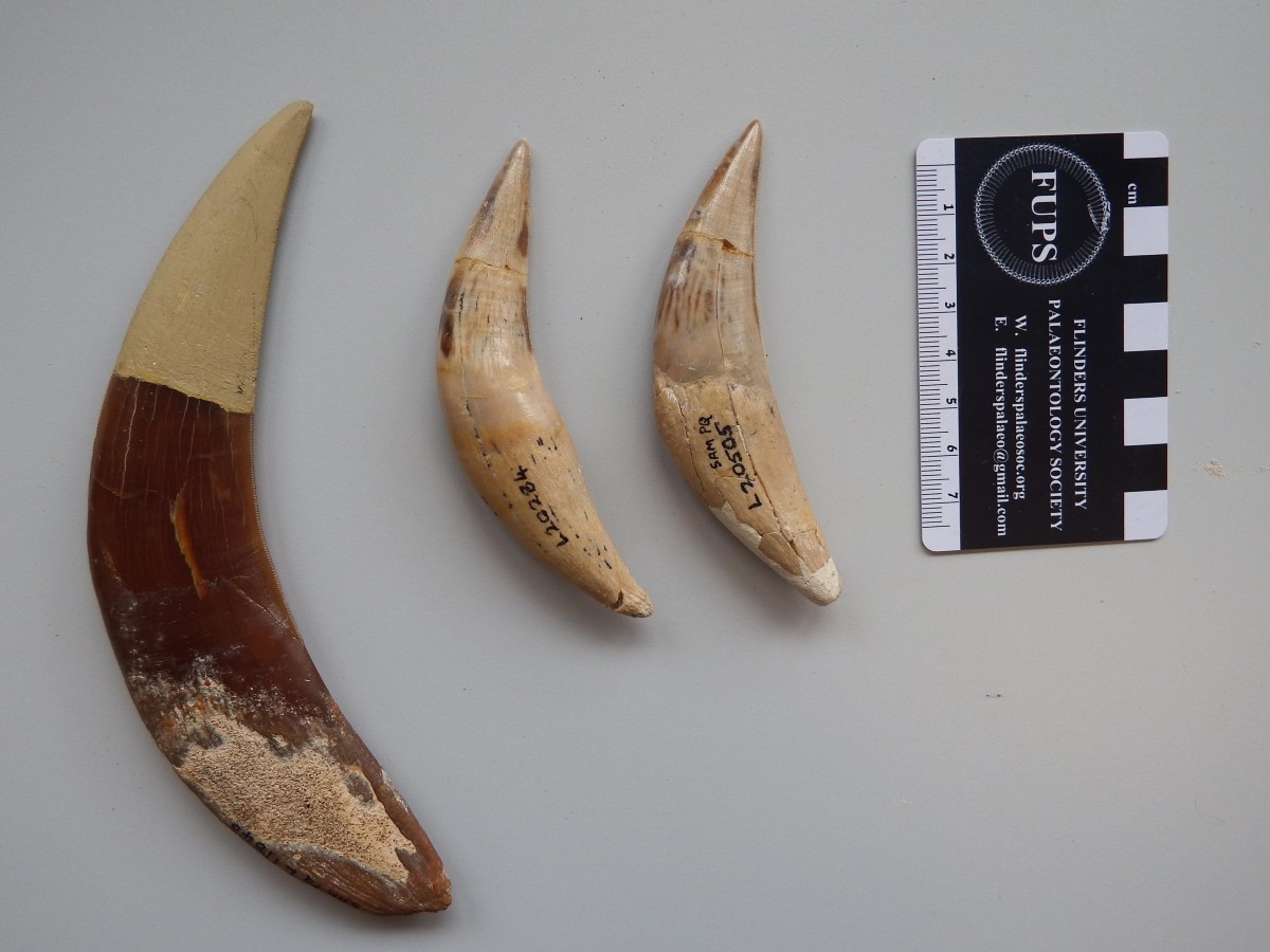 Sabre-tooth cat named after renowned scientist