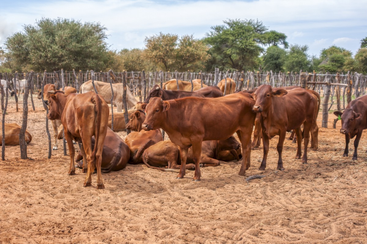 Global risk of heat stress on cattle