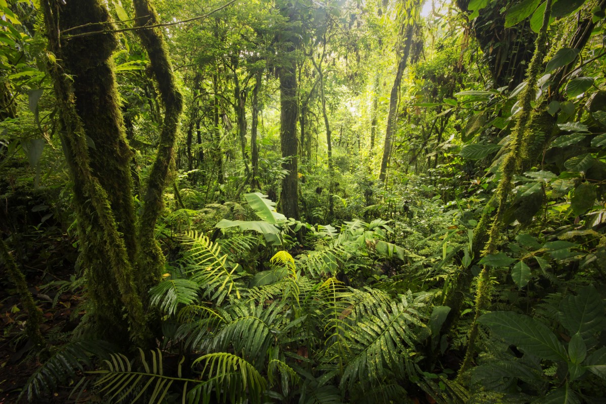Tropical forests on the edge of critically high temperature range