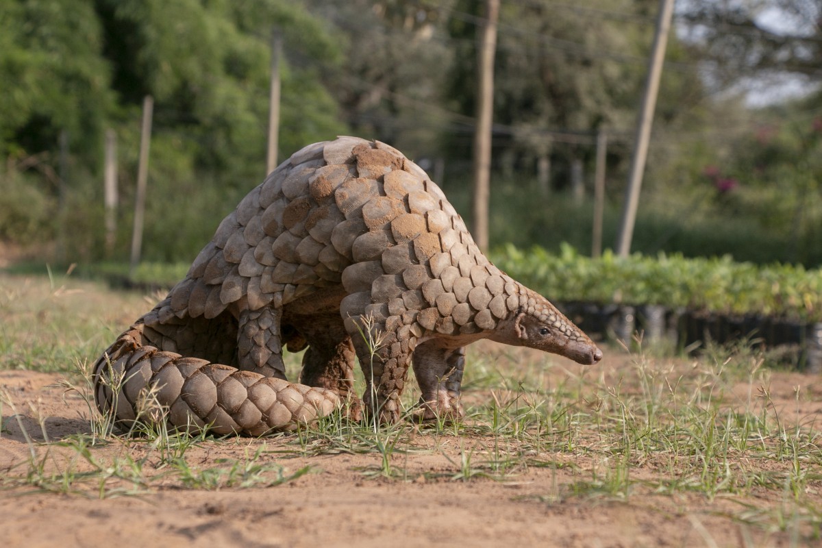 Pangolin gene study reveals evolution and guides conservation
