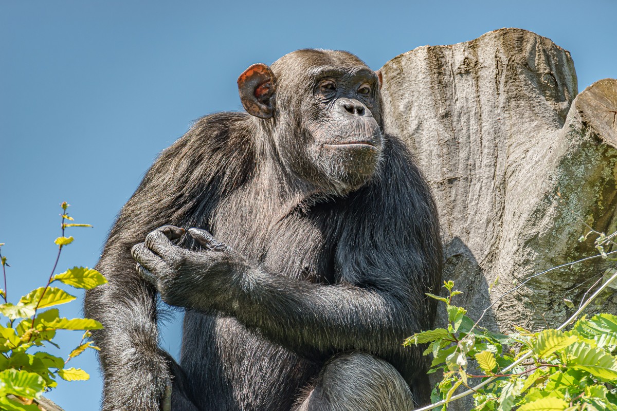 Chimps take the high ground to get a read on their rivals