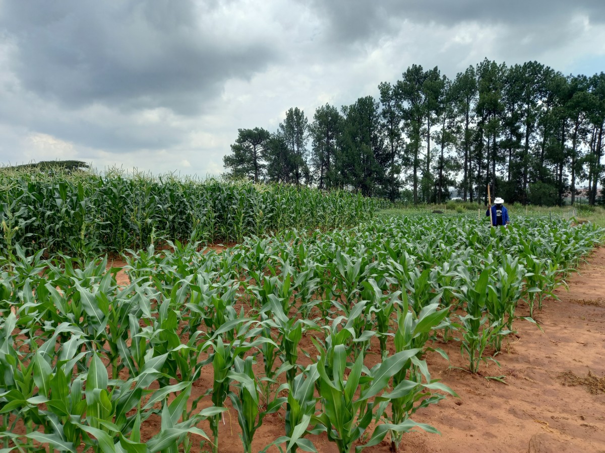 Maize planting patterns would change under climate change conditions