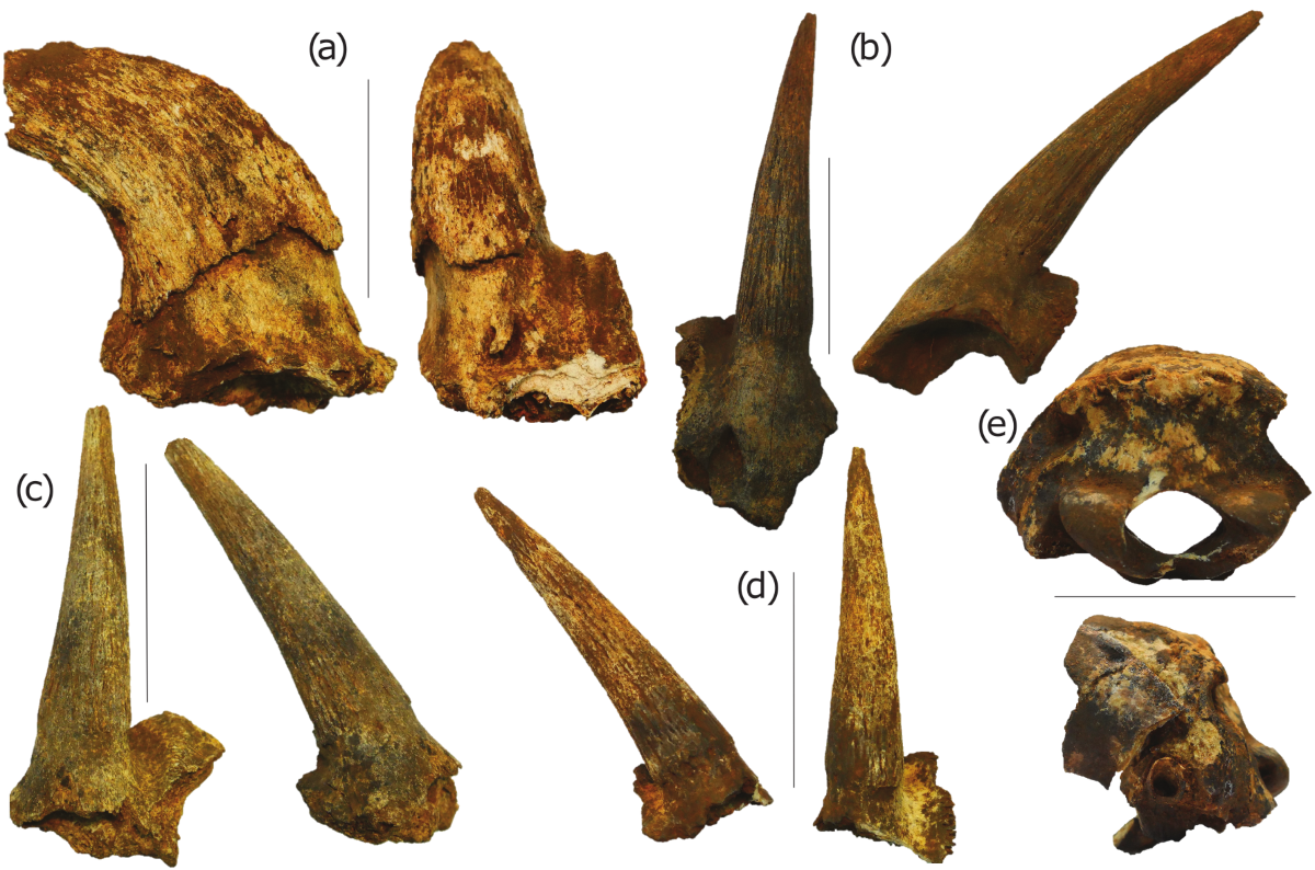 New bovid fossils discovered in South Africa