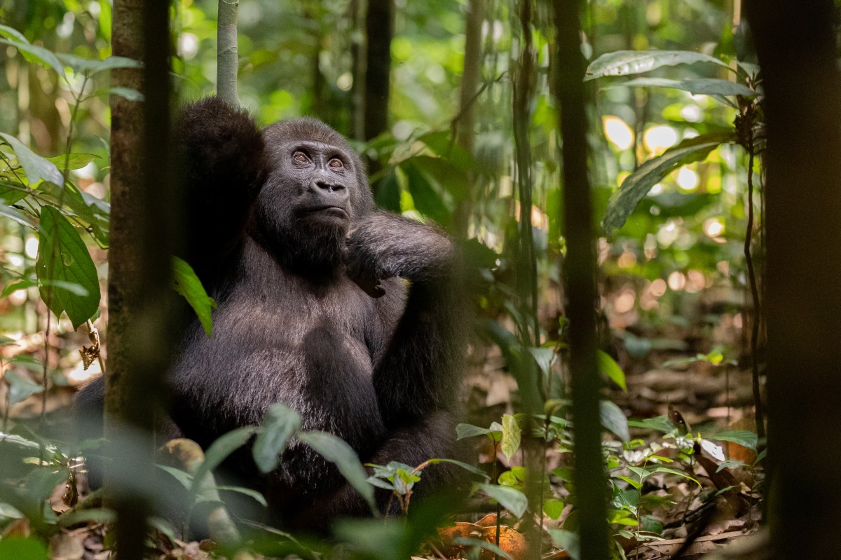 African great apes under threat in mining rush