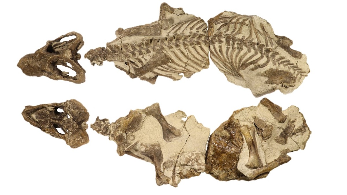 ‘Beast head’ survived mass extinction due to stocky build