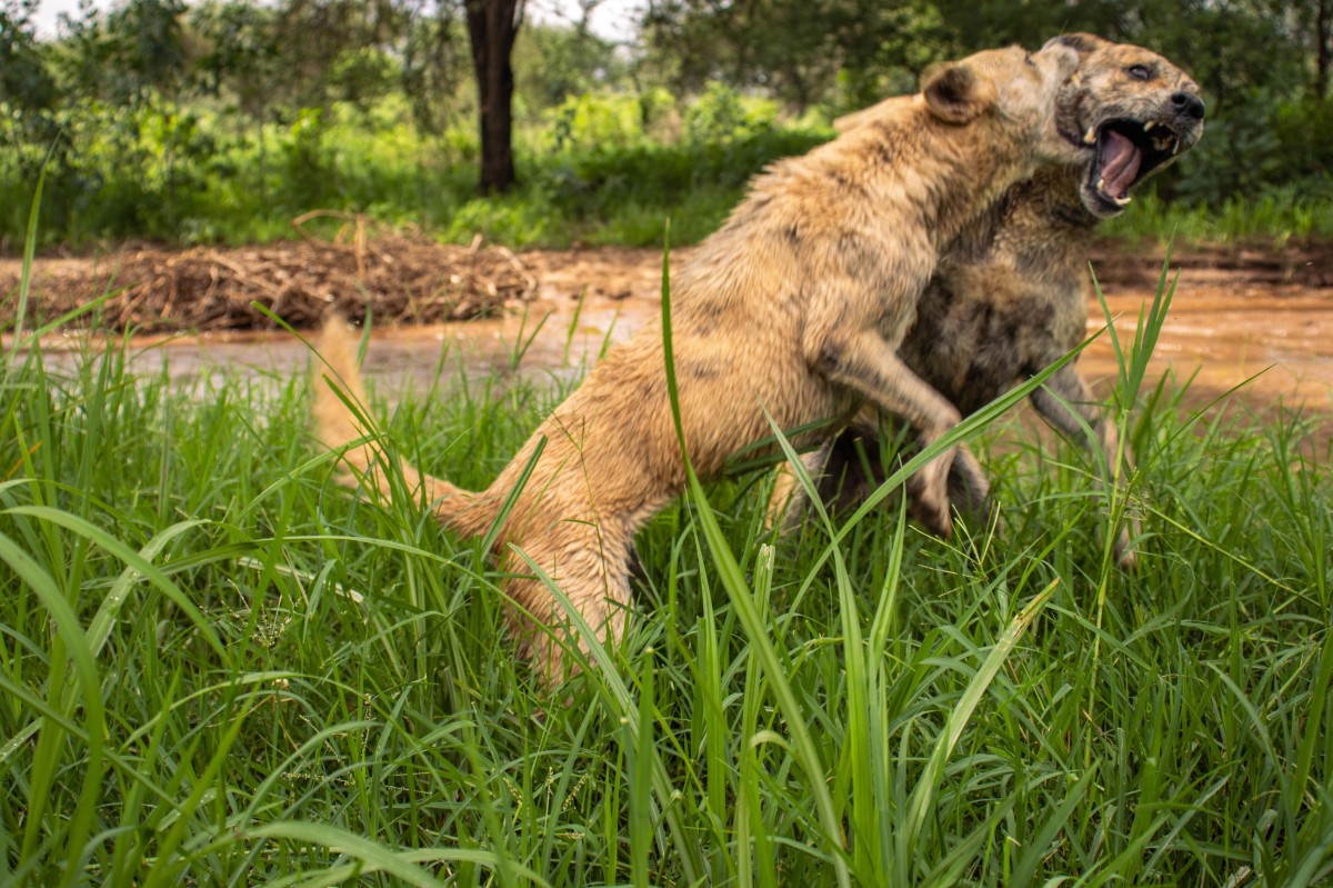 Can Africa eliminate human rabies deaths by 2030?